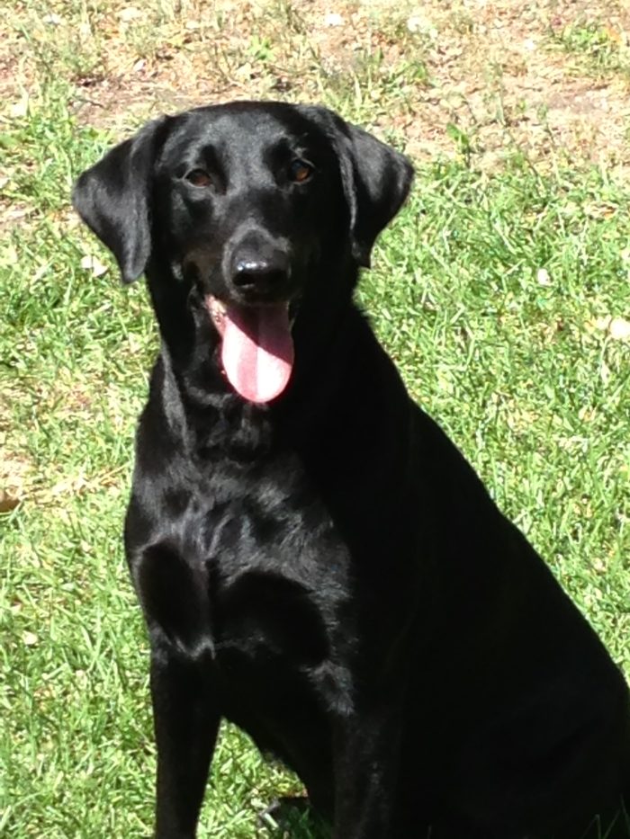 Deep Fork Retrievers | Retriever Training Center