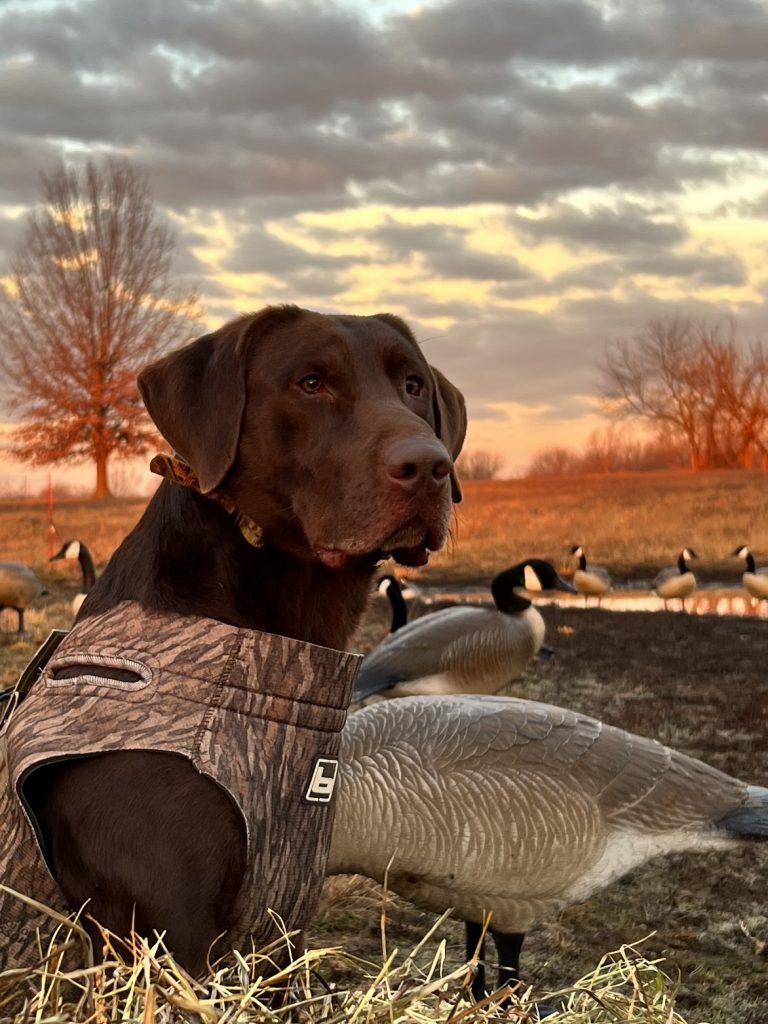 Deep Fork Retrievers | Retriever Training Center